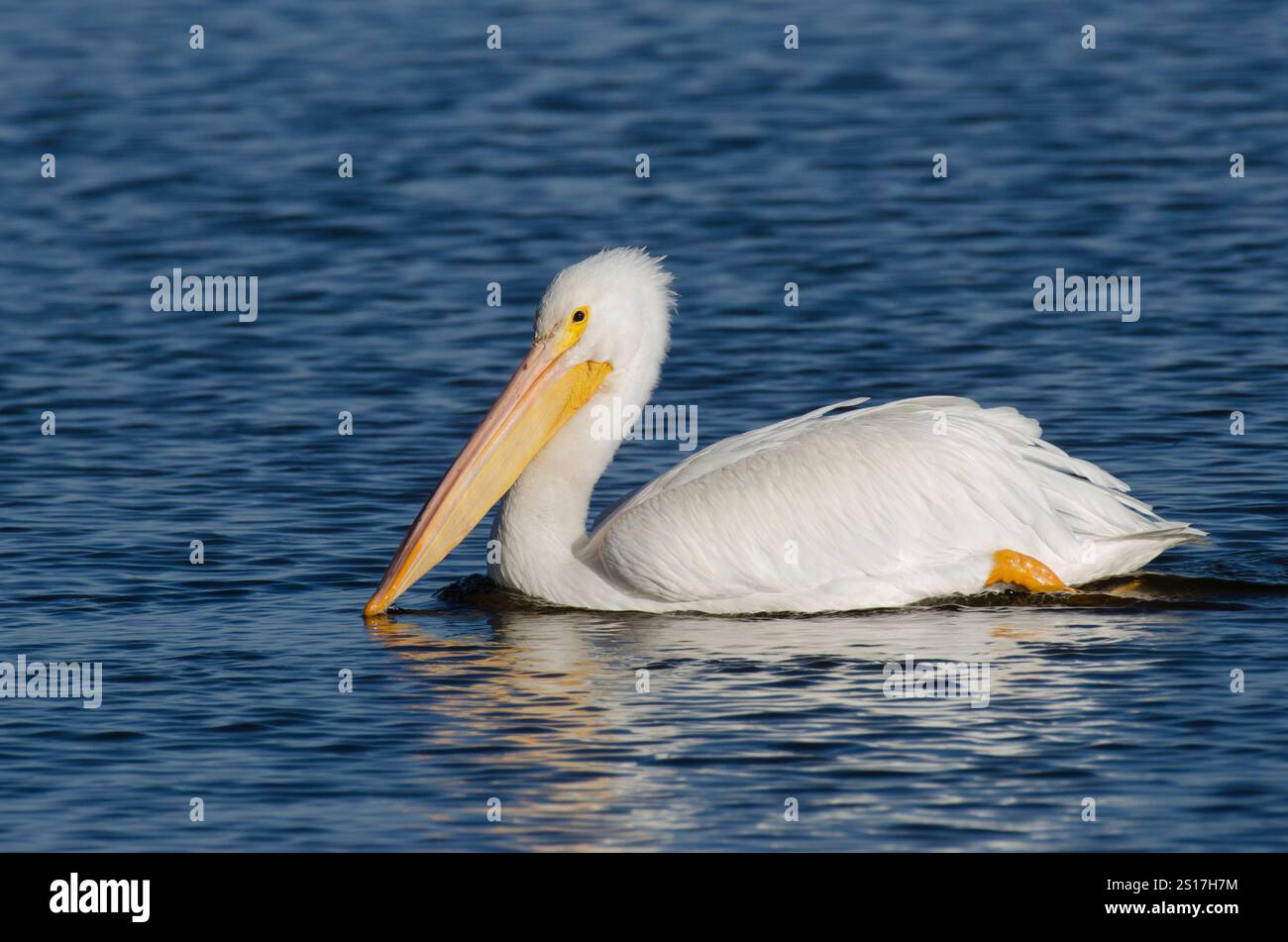 American White Pelican, Pelecanus erythrorhynchos Stock Photo - Alamy