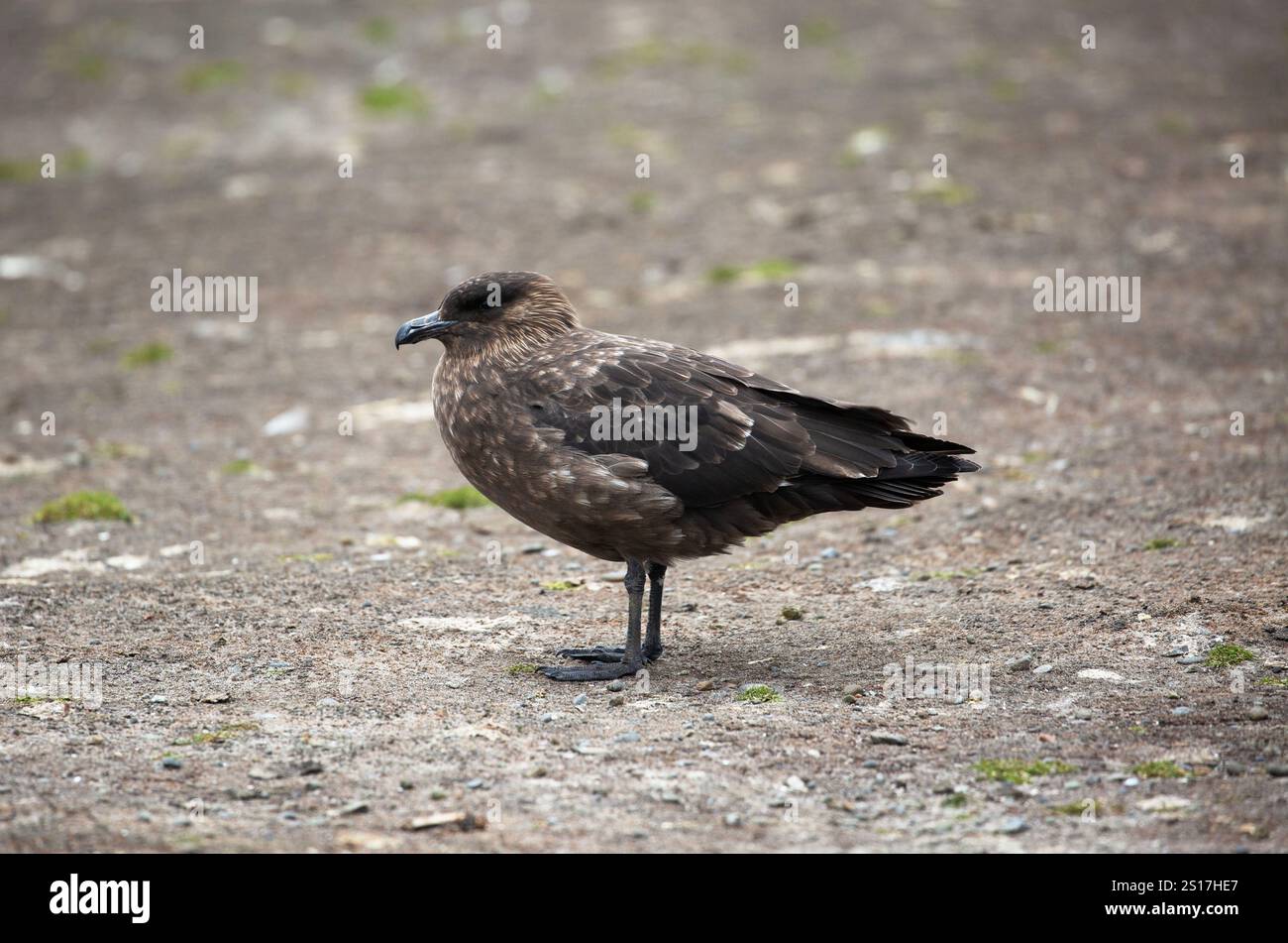 Brown Skua, Pebble Island, the Falkland Islands Stock Photo - Alamy