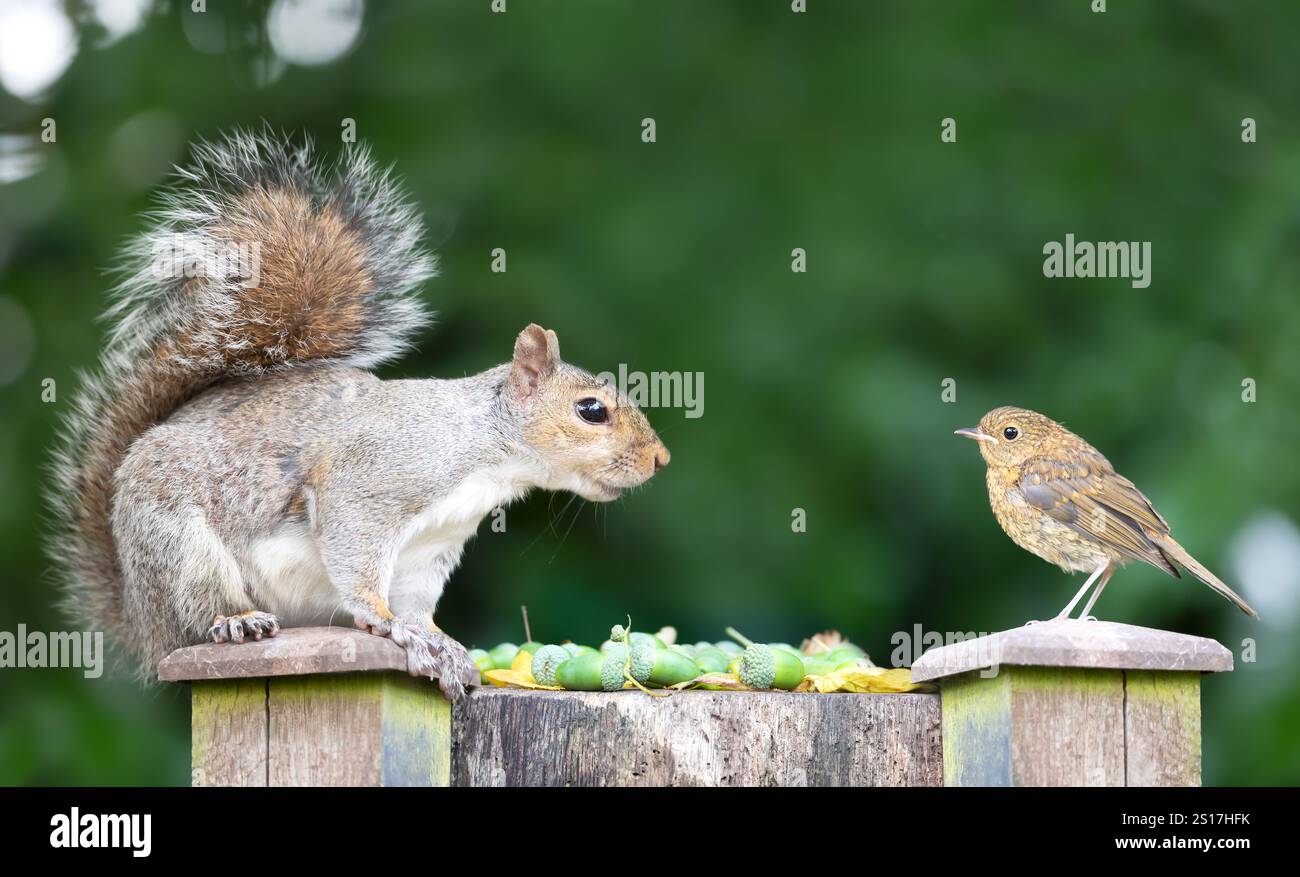 Grey squirrel and robin sharing a woodland feast, UK Stock Photo - Alamy