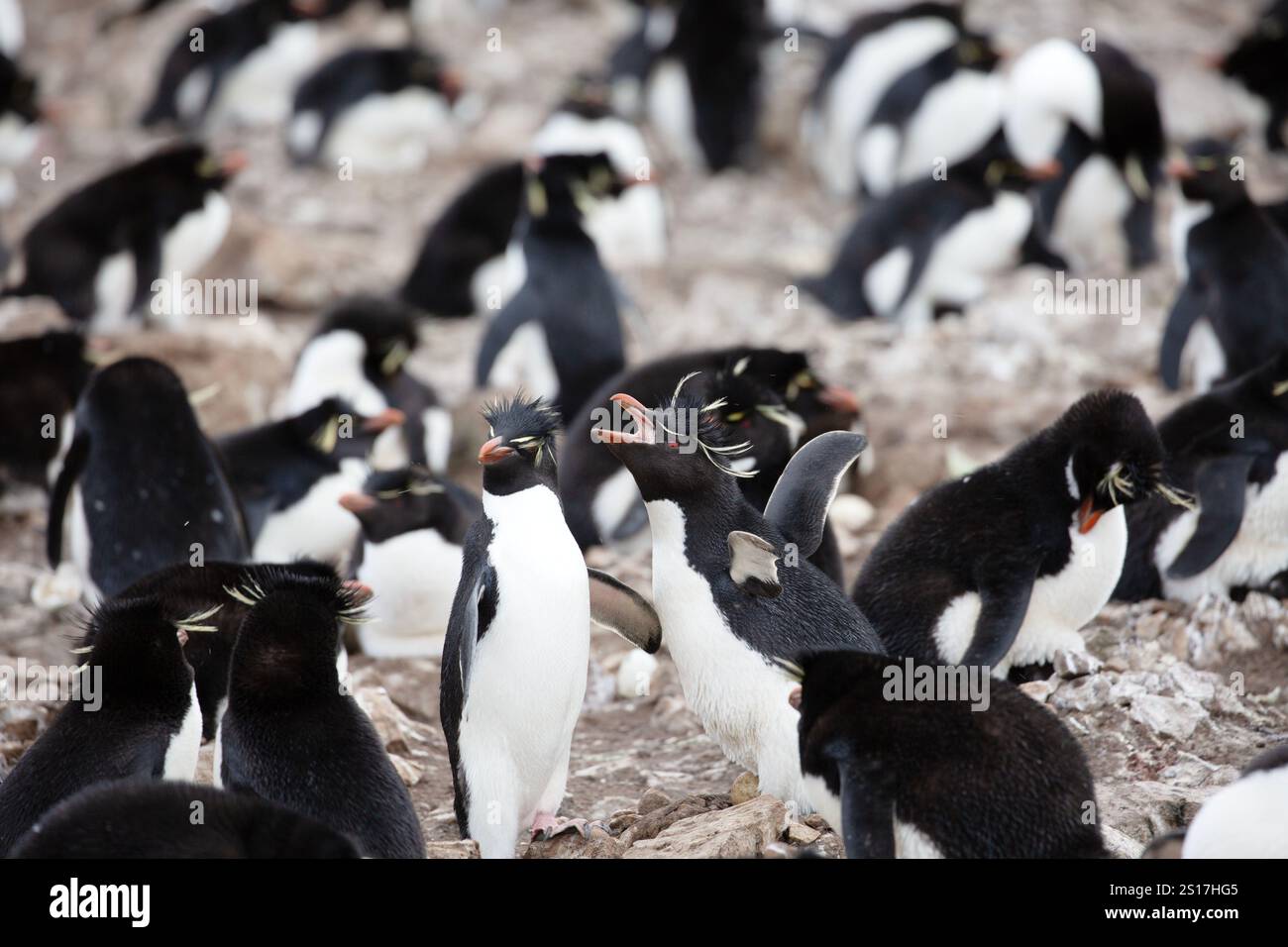 Southern Rockhopper Penguin (Eudyptes chrysocome) colonies, Pebble ...