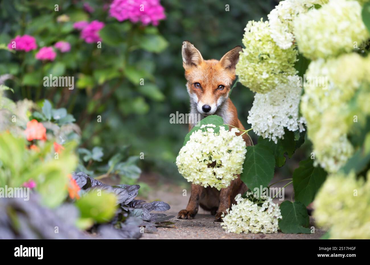 Portrait of a cute red fox cub sitting in a flower garden, UK Stock ...