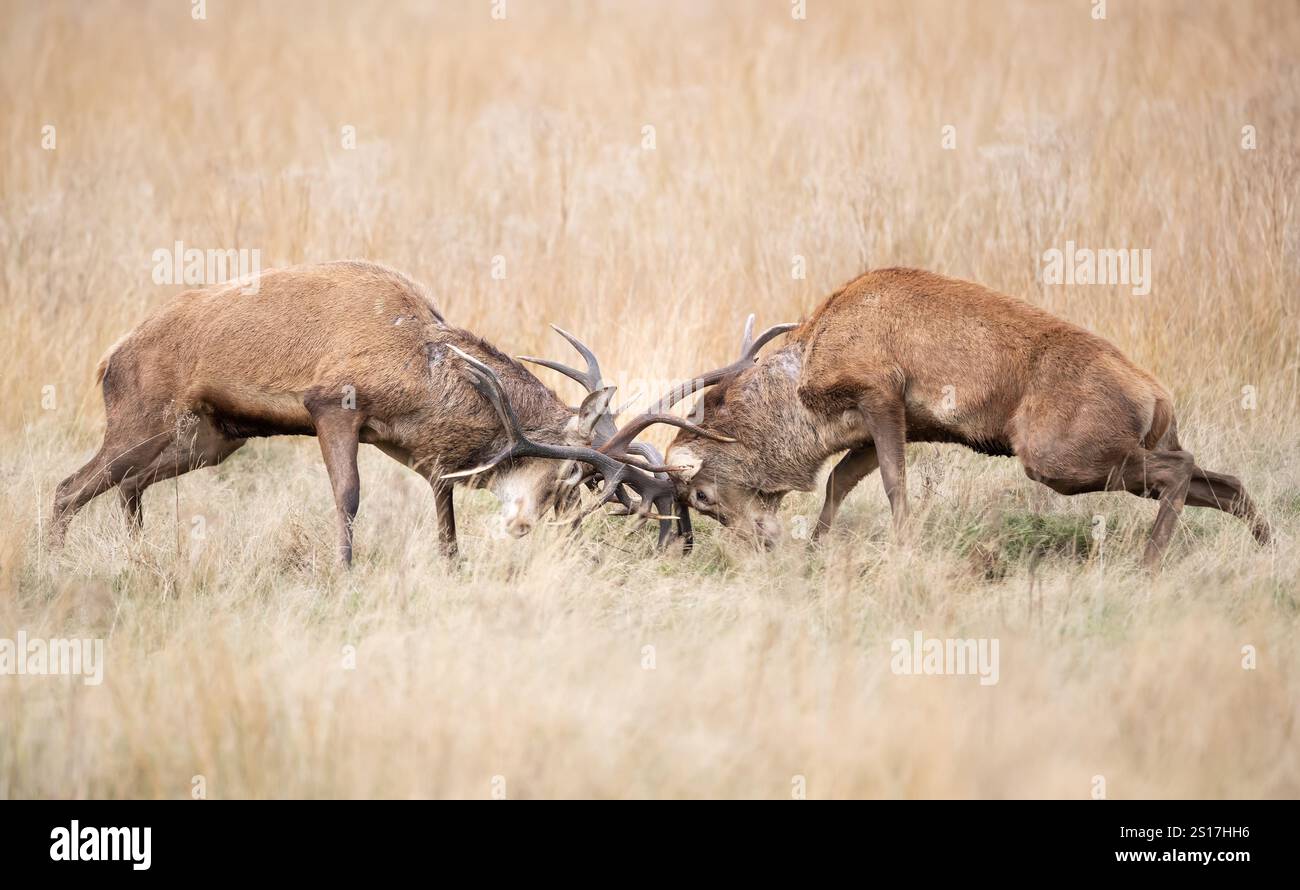 Red deer stags fighting during the rutting season in autumn, UK Stock ...