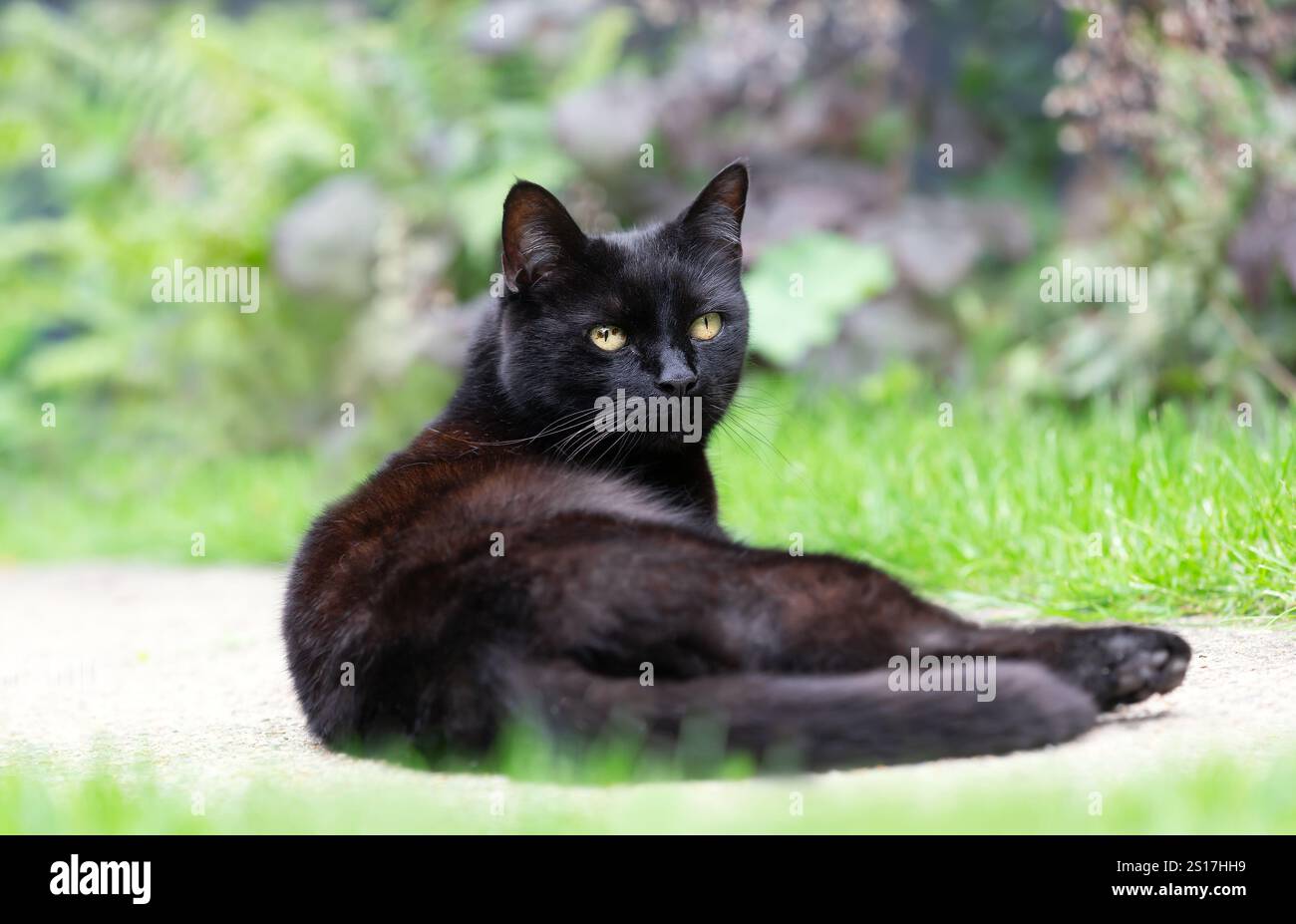 Close up of a black cat hi-res stock photography and images - Alamy