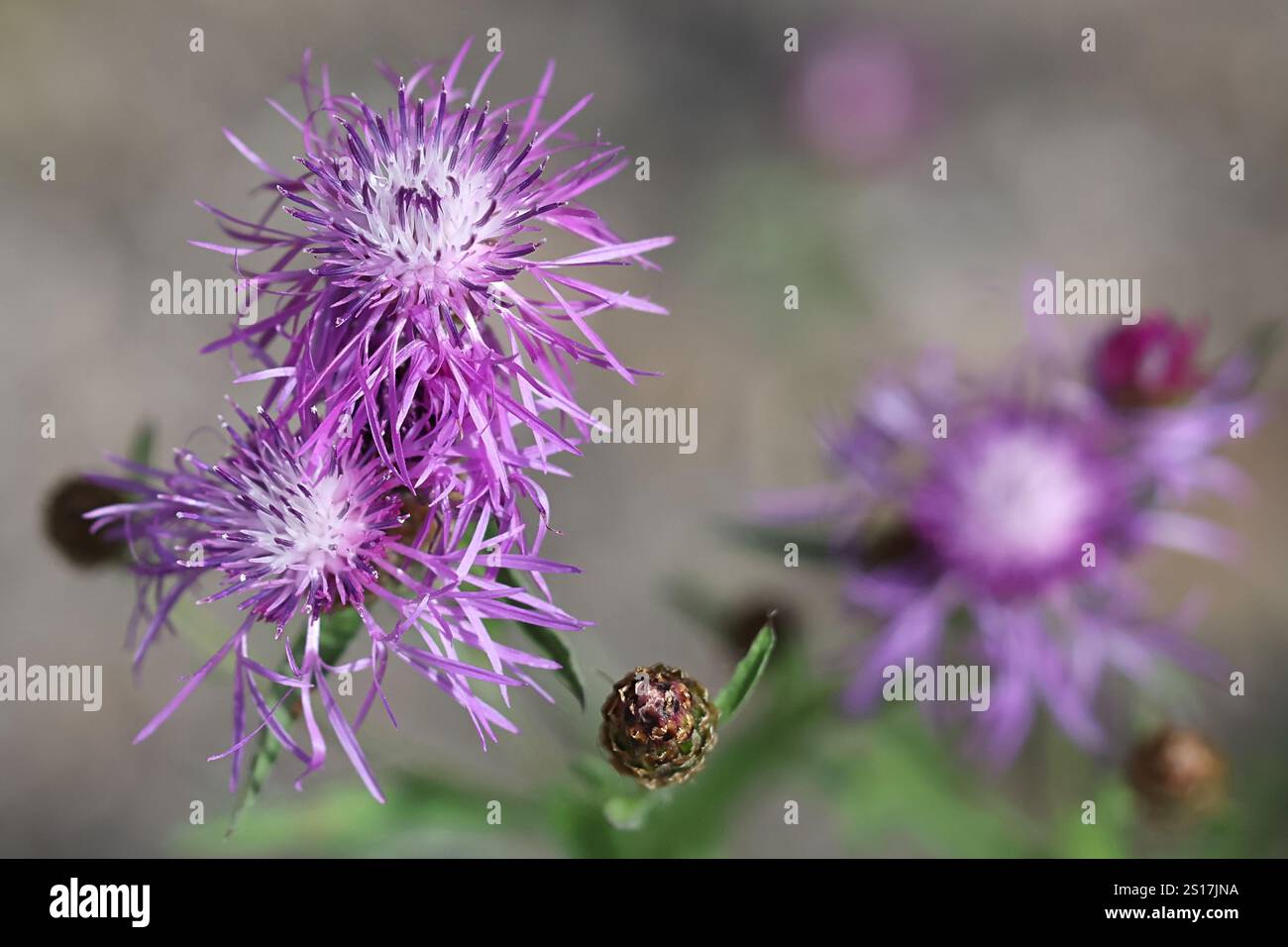 Centaurea jacea, commonly known as Brown Knapweed, Brown-rayed Knapweed ...