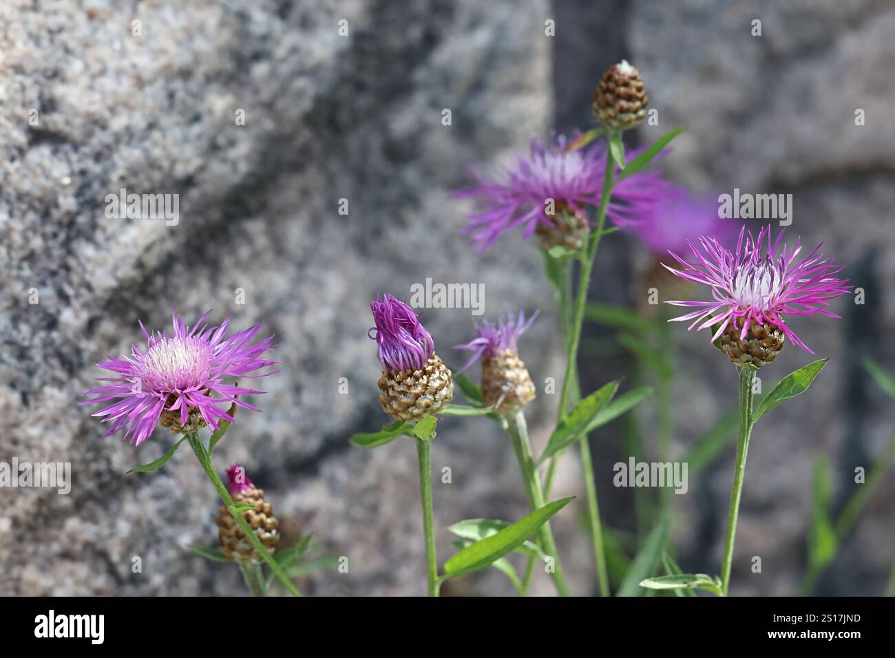 Centaurea jacea, commonly known as Brown Knapweed, Brown-rayed Knapweed ...