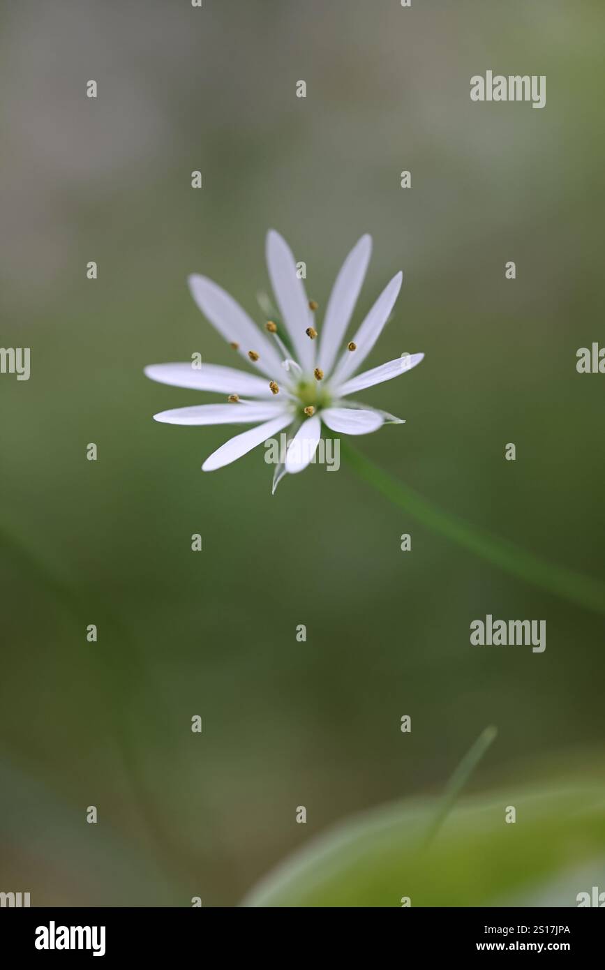 Stellaria graminea, commonly known as Lesser Stitchwort, Grass-like ...