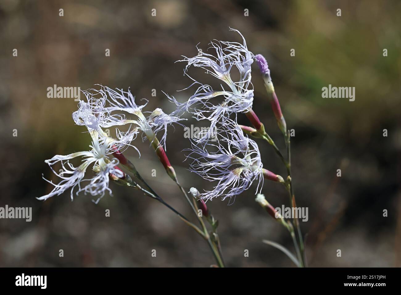 Arenarius hi-res stock photography and images - Alamy