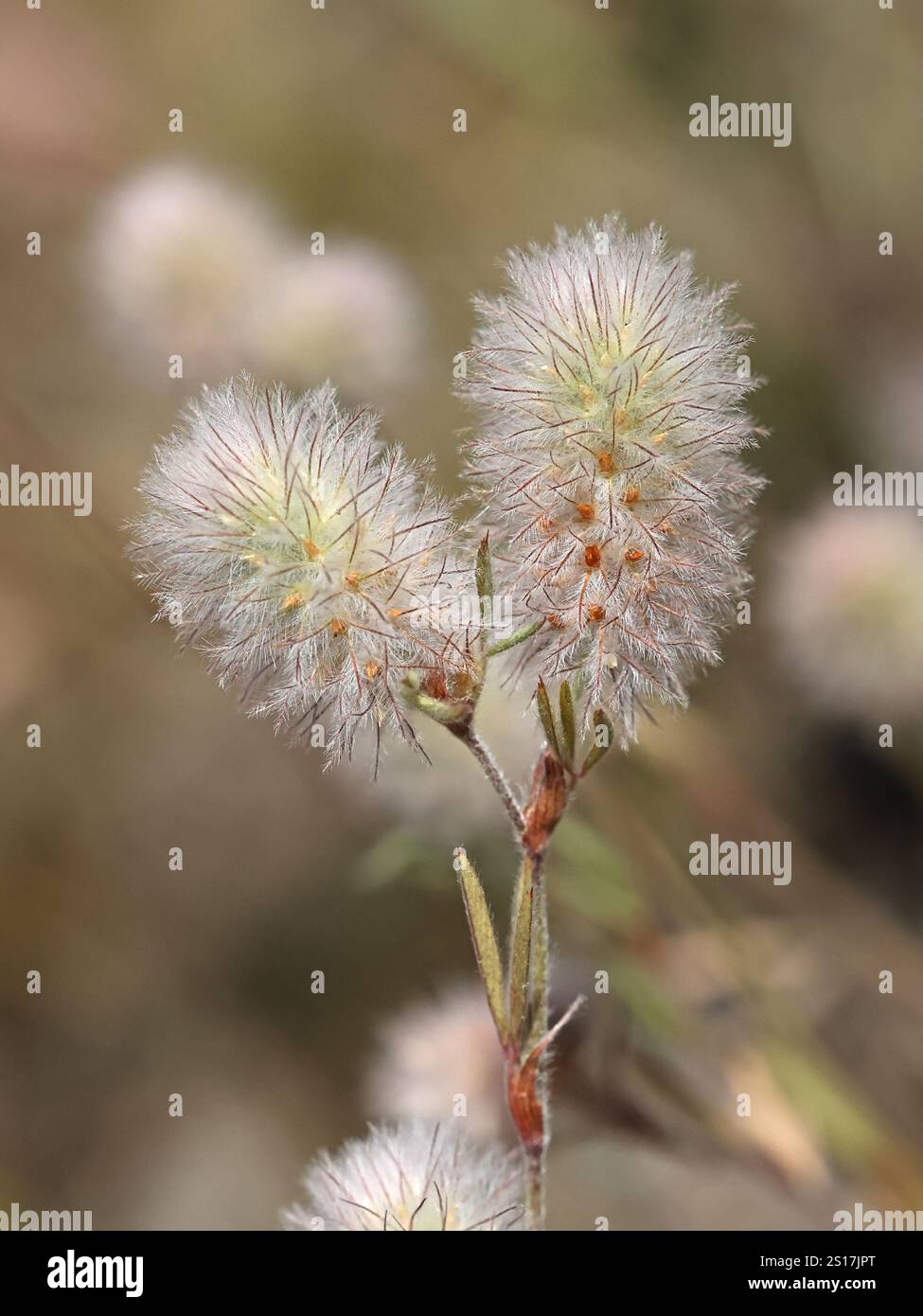 Trifolium arvense, commonly known as the hare's-foot clover, rabbitfoot ...