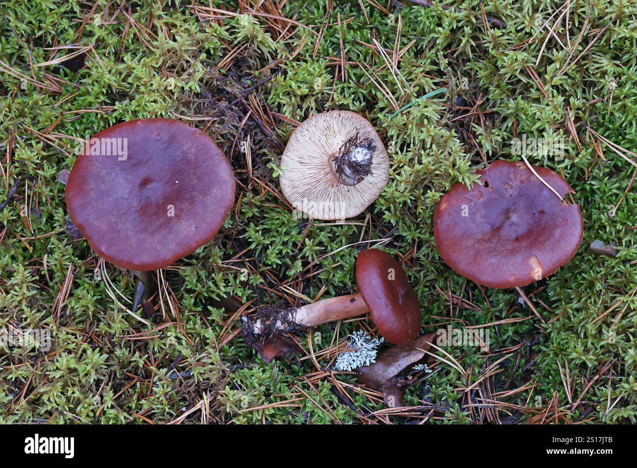 Lactarius rufus, commonly known as rufous milkcap, or red hot milk cap ...