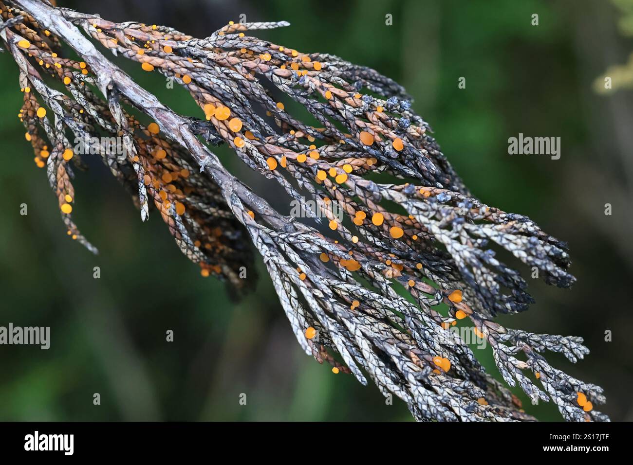 Pithya cupressina, commonly known as juniper disco fungus, wild ...