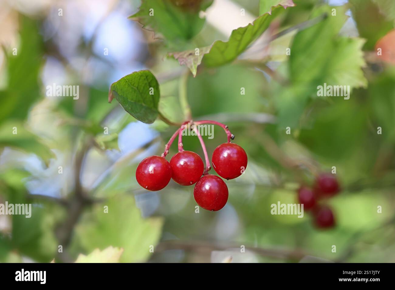 Red berries of guelder rose, Viburnum opulus, commonly also known as ...