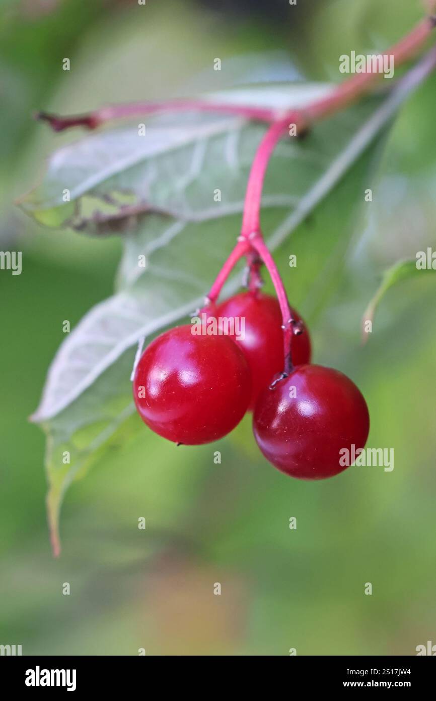 Berries of guelder rose, Viburnum opulus, commonly also known as water ...