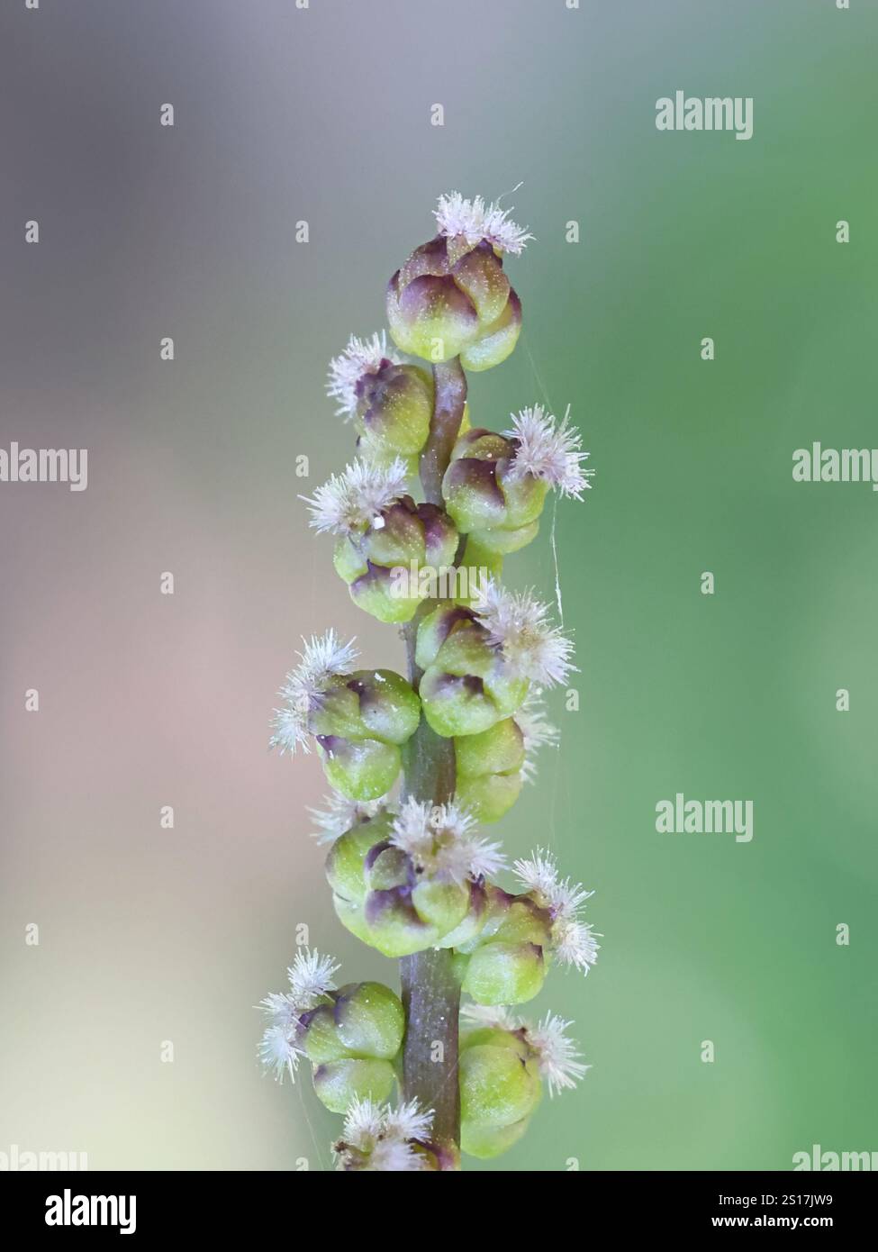 Seaside arrowgrass, Triglochin maritima, also known as common ...