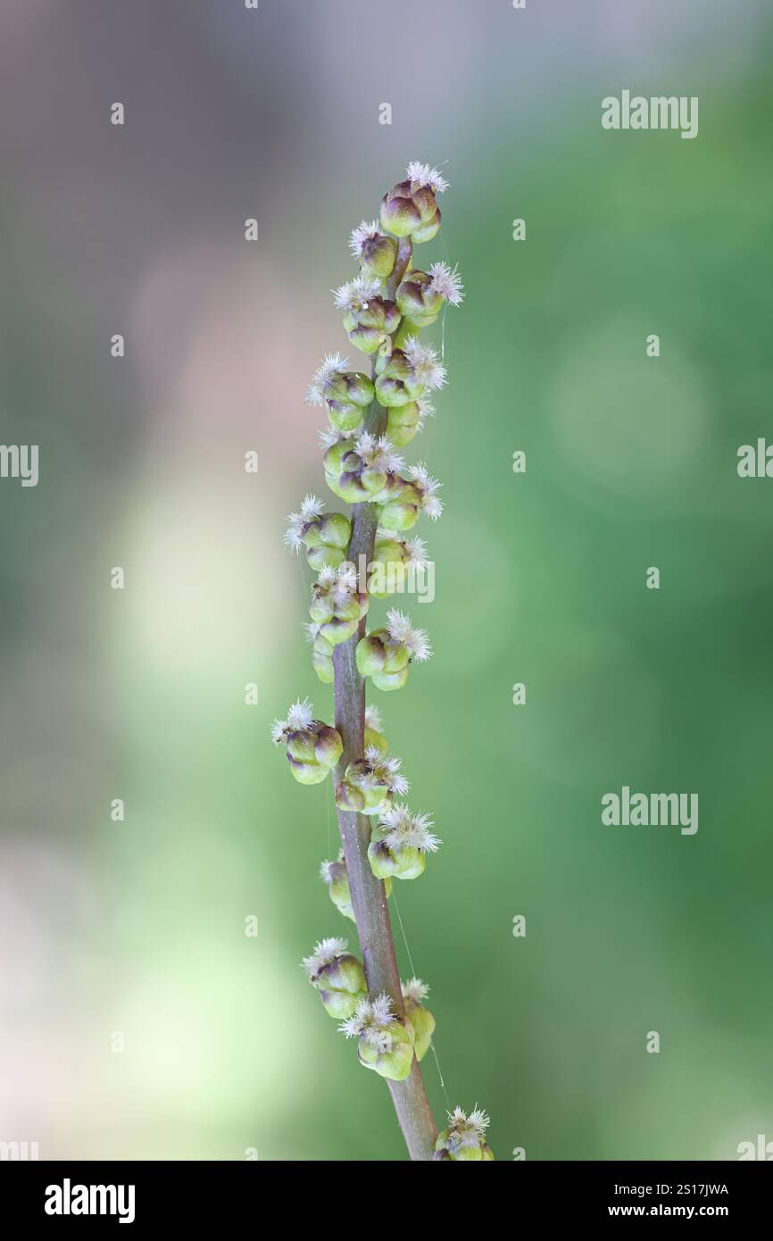 Seaside arrowgrass, Triglochin maritima, also known as common ...