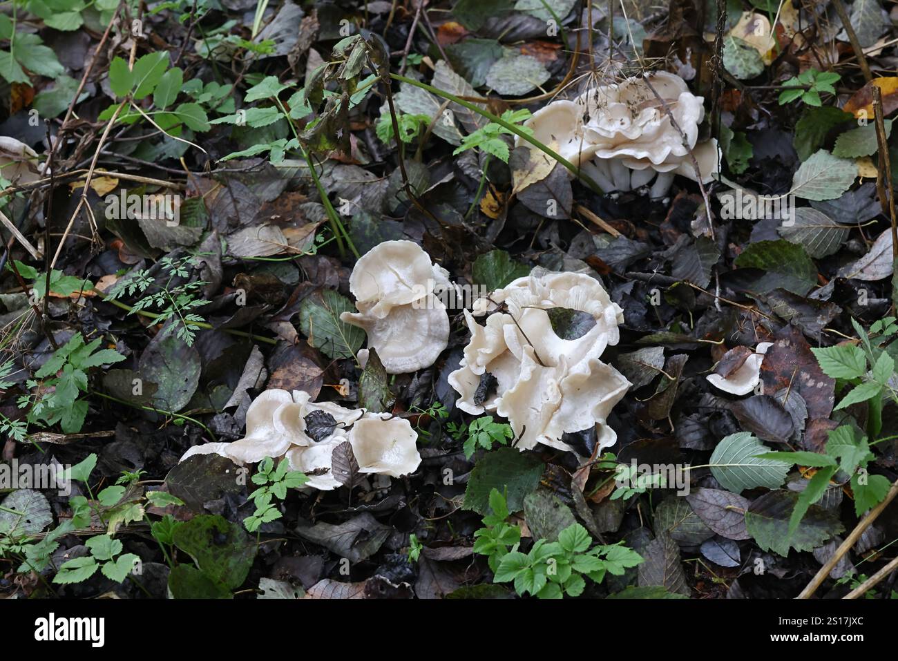 Leucocybe connata, also called Lyophyllum connatum, commonly known as ...