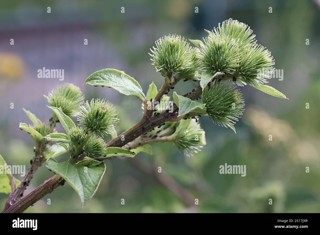 Arctium minus, commonly known as lesser burdoc, common burdock, button ...