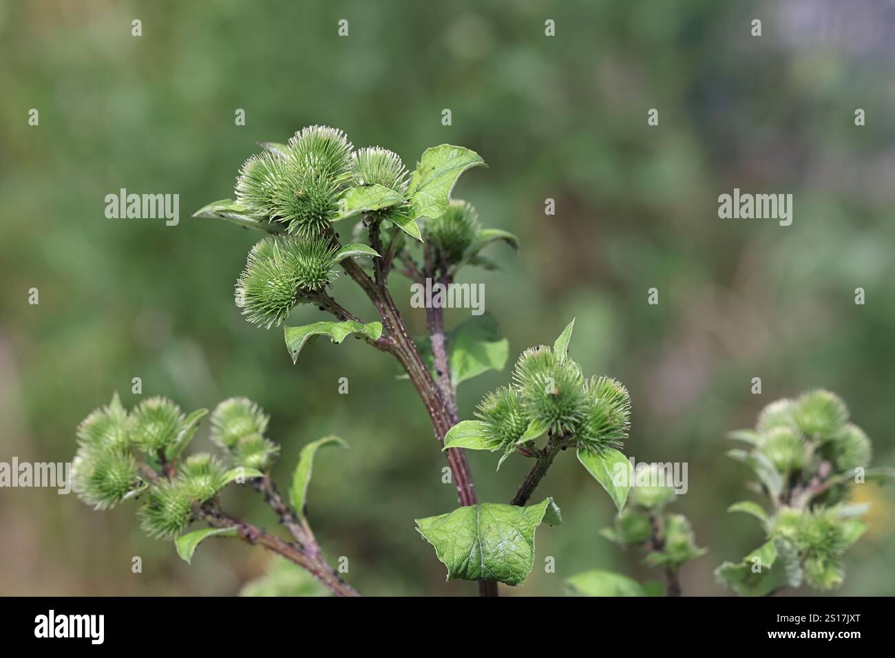 Arctium minus, commonly known as lesser burdoc, louse-bur, common ...