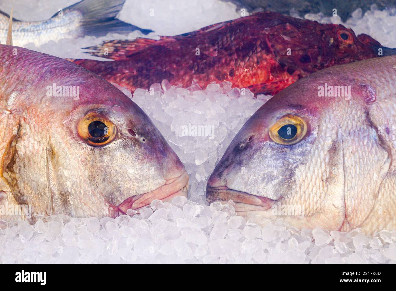 Two fresh fish on crushed ice at a market stall with big eyes facing ...