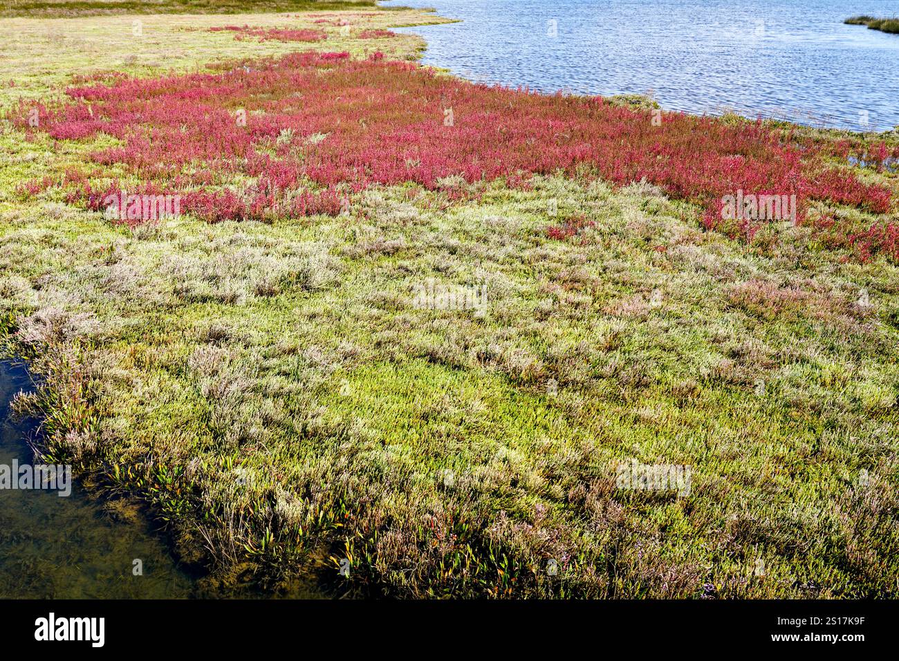 Vegetation of salt tolerant halophyte shrubs in eco park Ninska lagoon ...