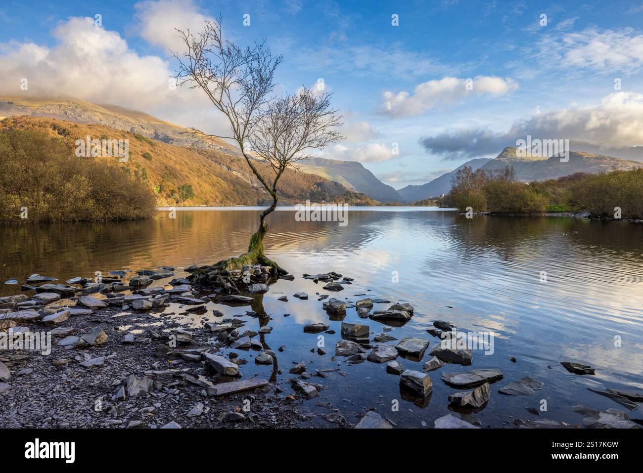 The Lone Tree at Llyn Padarn, Llanberis, Gwynedd, North Wales Stock ...