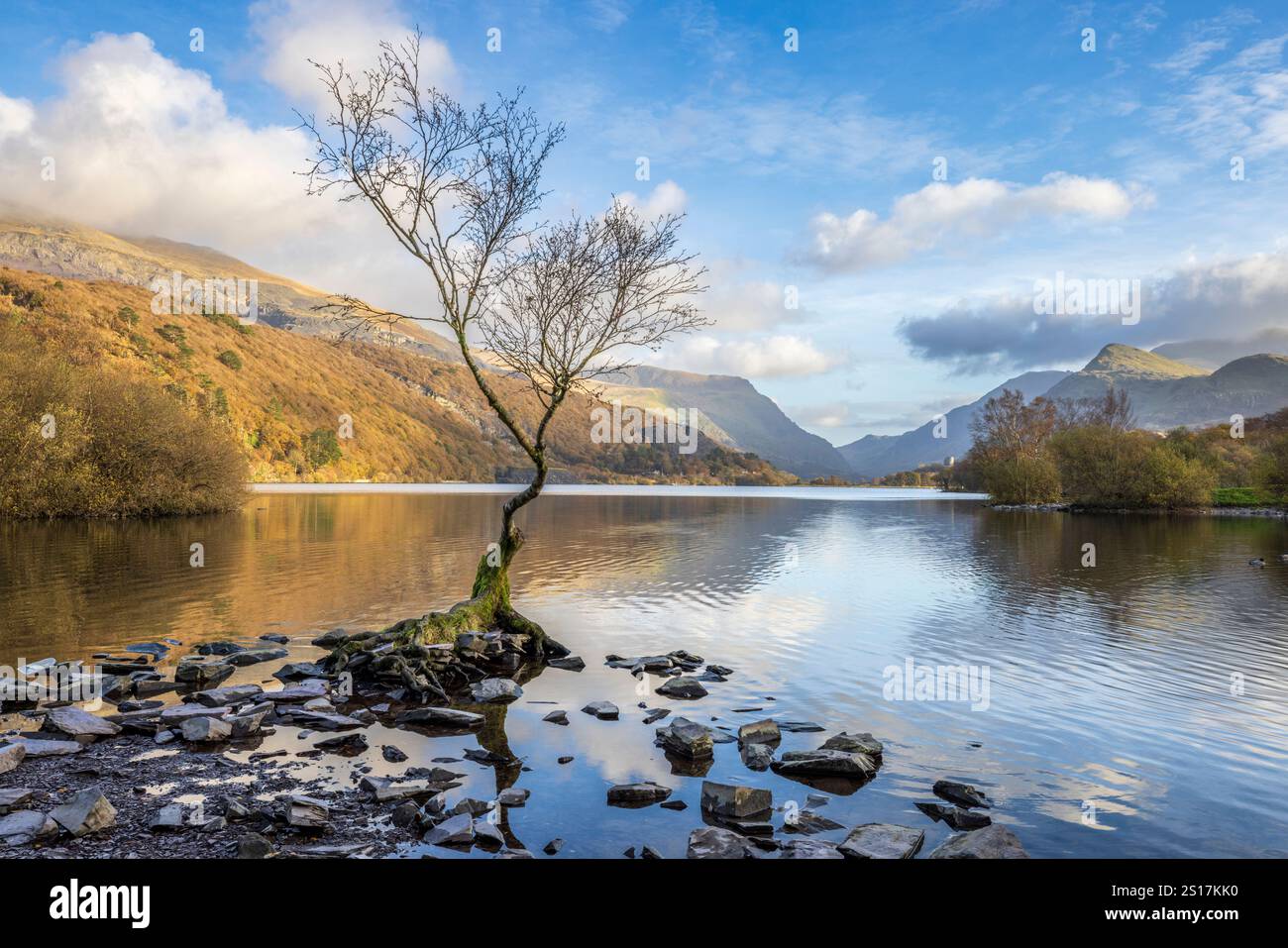 The Lone Tree at Llyn Padarn, Llanberis, Gwynedd, North Wales Stock ...