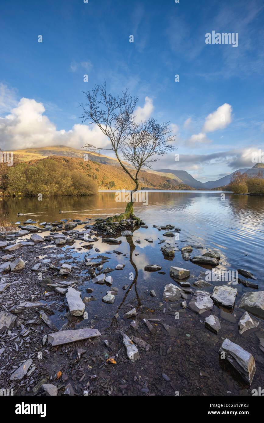 The Lone Tree at Llyn Padarn, Llanberis, Gwynedd, North Wales Stock ...