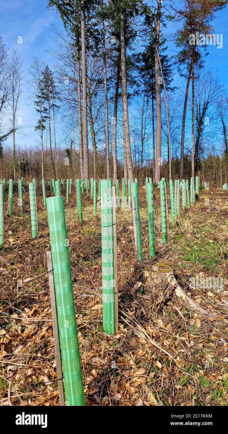 Reforestation in a forest with pipe-support for young trees ...