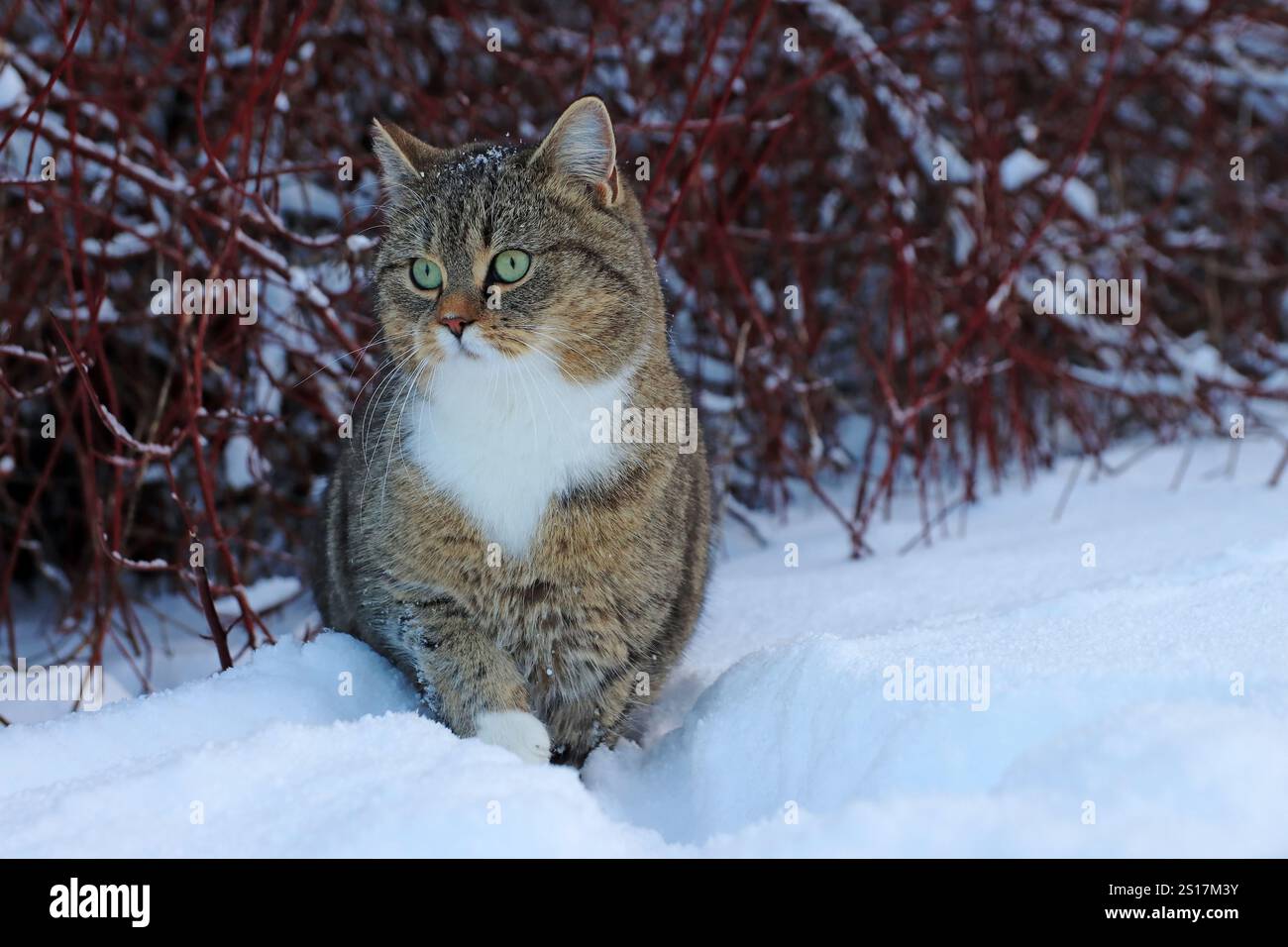 A cute little fat cat sits in the snow Stock Photo - Alamy