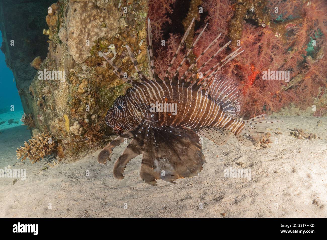 Lionfish (Pterois miles) in the Sea of the Philippines Stock Photo - Alamy
