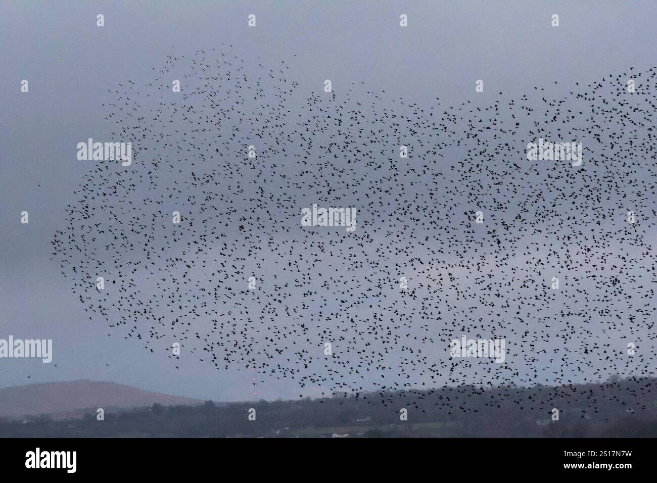Uk murmuration 2025 hi-res stock photography and images - Alamy