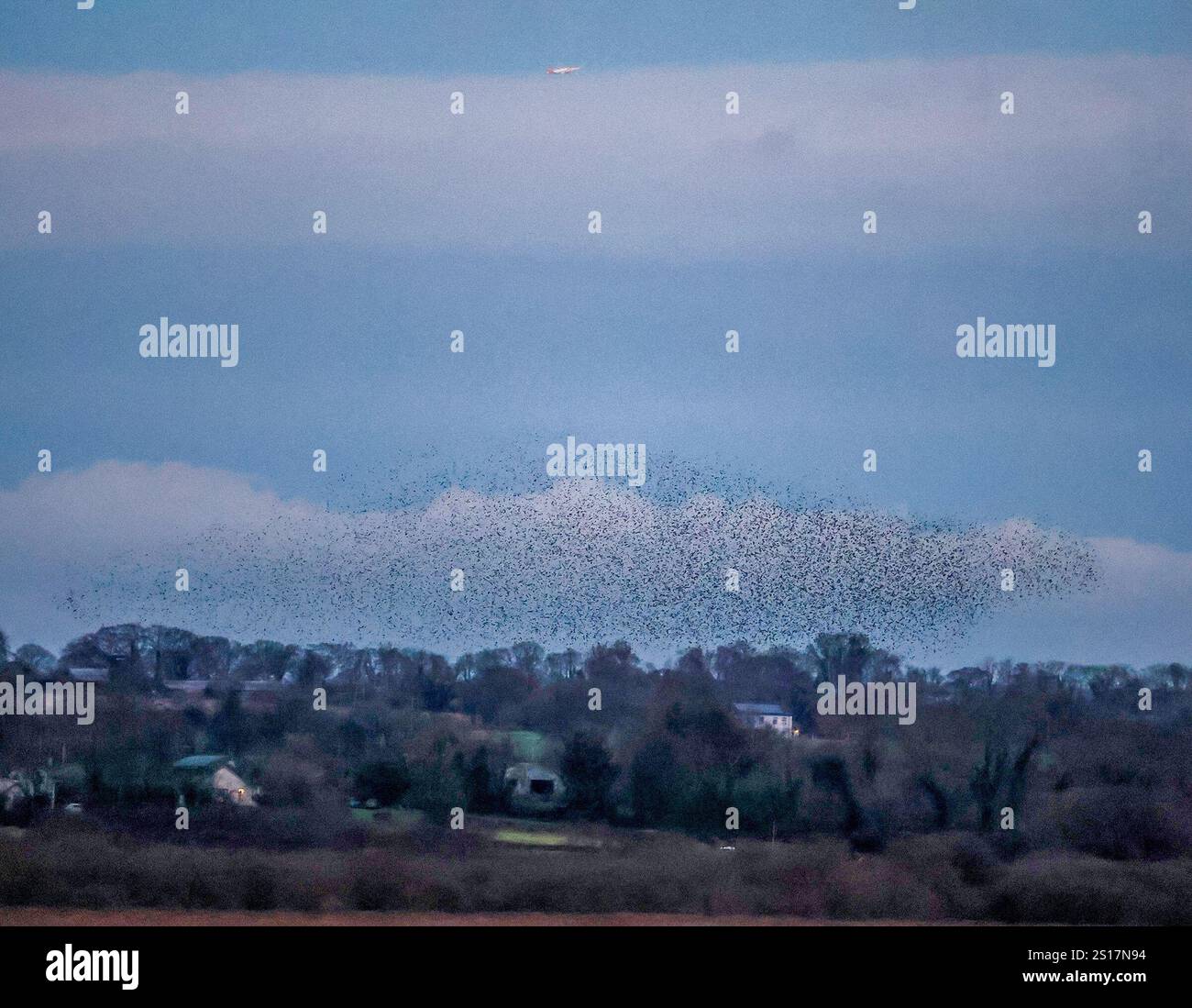 Uk murmuration 2025 hi-res stock photography and images - Alamy