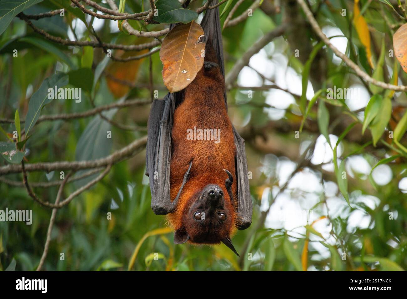 Nipah virus kerala bats hi-res stock photography and images - Alamy
