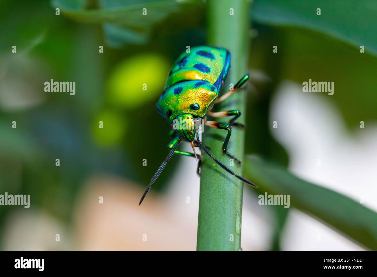 Brilliantly coloured Jewel bug (Chrysocoris stollii) caught on a macro ...