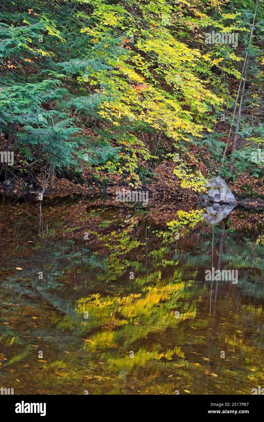 Colorful Fall foliage reflect over still pond waters Stock Photo - Alamy