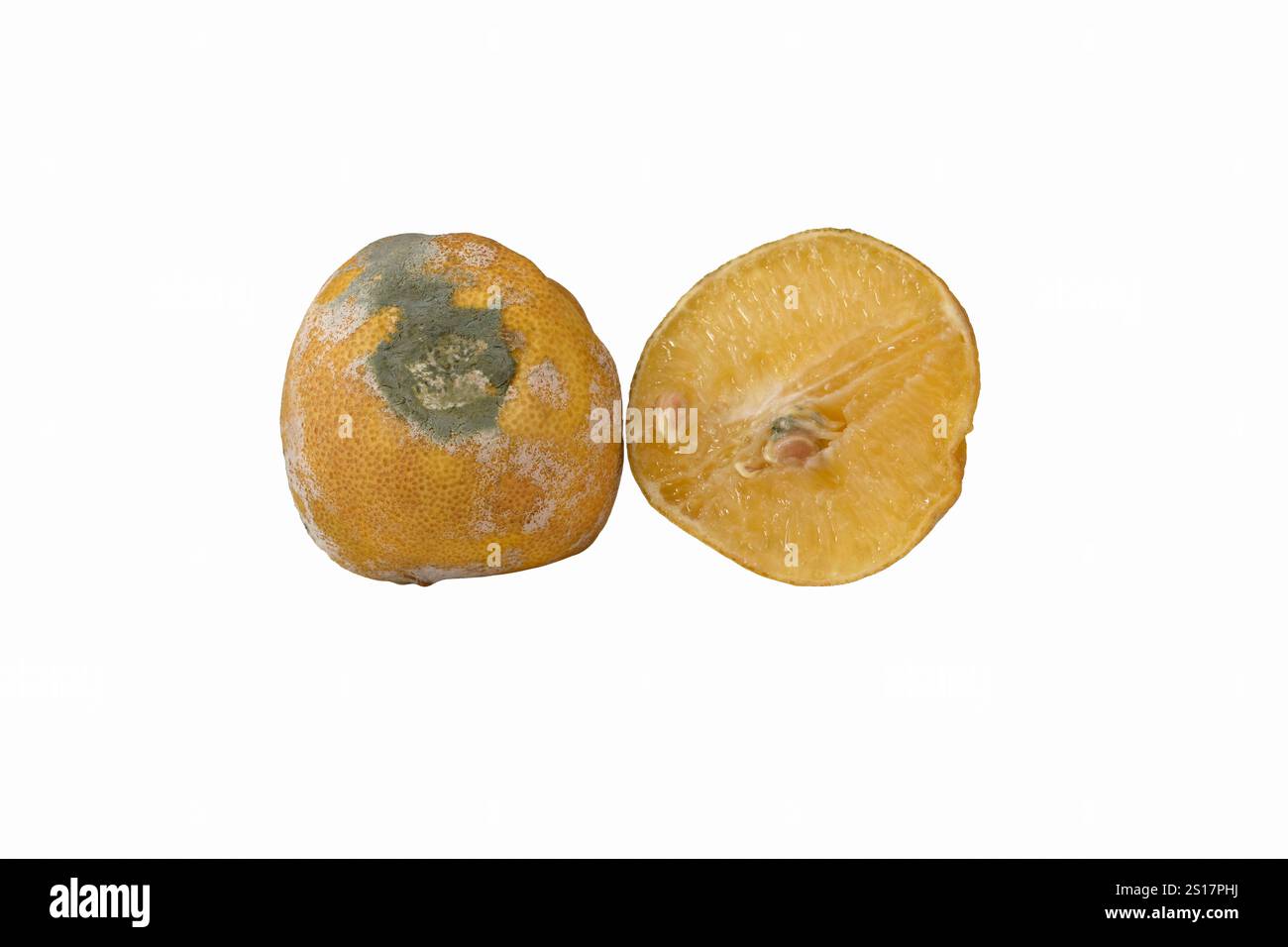 Moldy and spoiled yellow Lemons. Rotten and moldy lemon isolated on ...