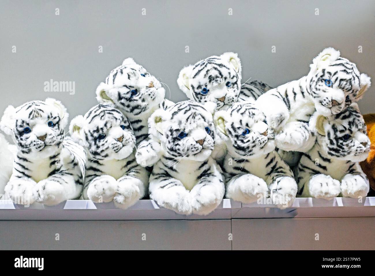 Fluffy white tigers hi-res stock photography and images - Alamy