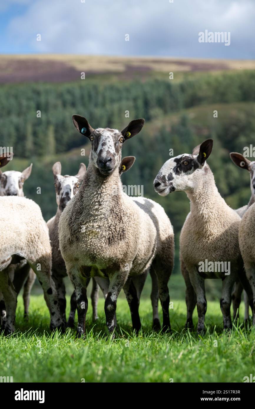 Flock of Blue Faced Leicester Crossing type ewes in the Scottish ...