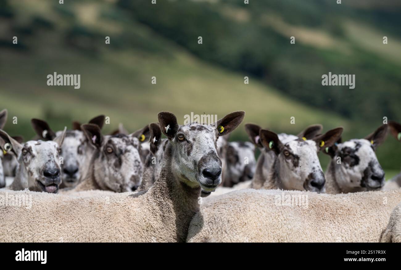 Flock of Blue Faced Leicester Crossing type ewes in the Scottish ...