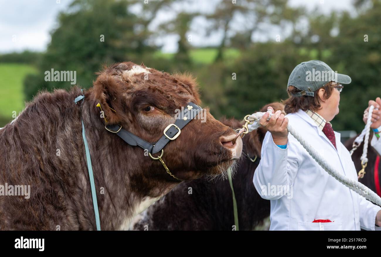 Showing Beef Shorthorn cattle at the 2024 Westmorland Show, Kendal, UK ...