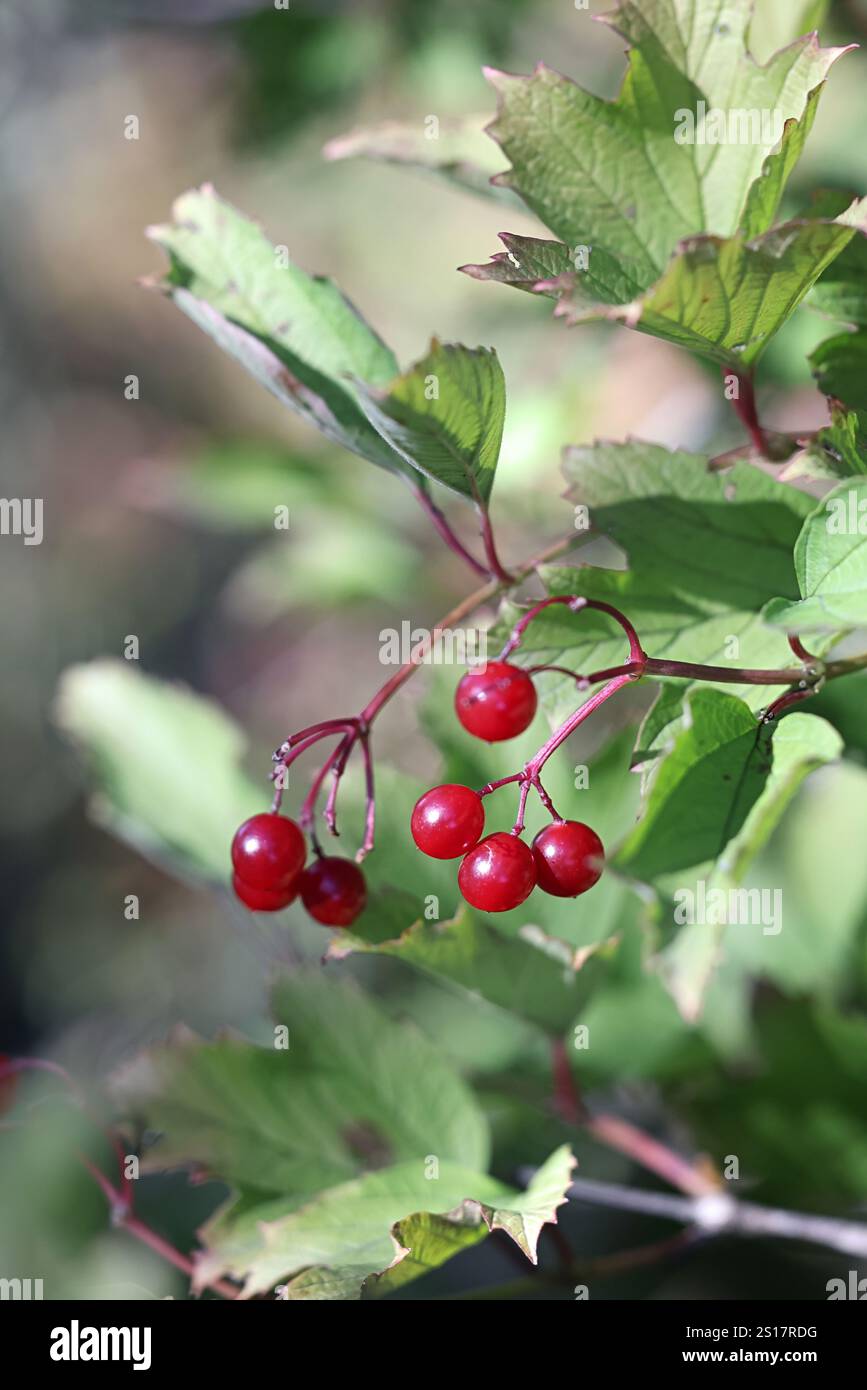 Red berries of guelder rose, Viburnum opulus, commonly also known as ...