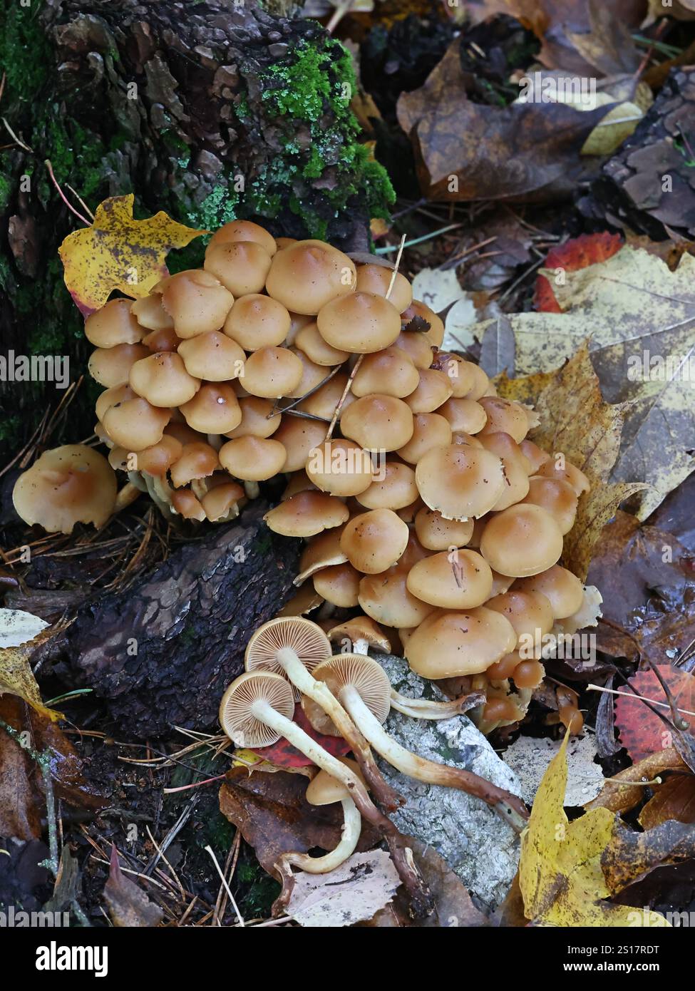 Flammula pinicola, also called Pholiota pinicola, a scalycap mushroom ...