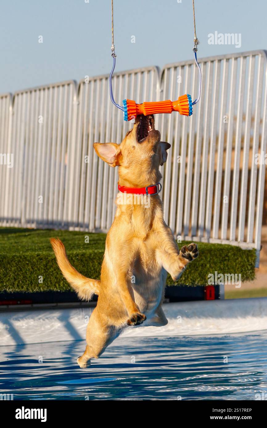 Yellow Labrador dog grabbing a toy over the pool after jumping off the ...