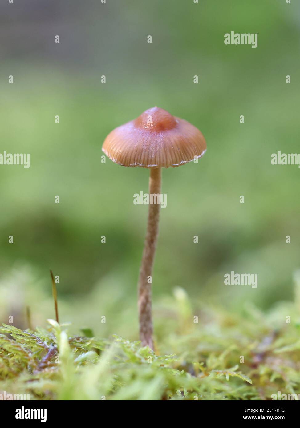 Conocybe velata hi-res stock photography and images - Alamy