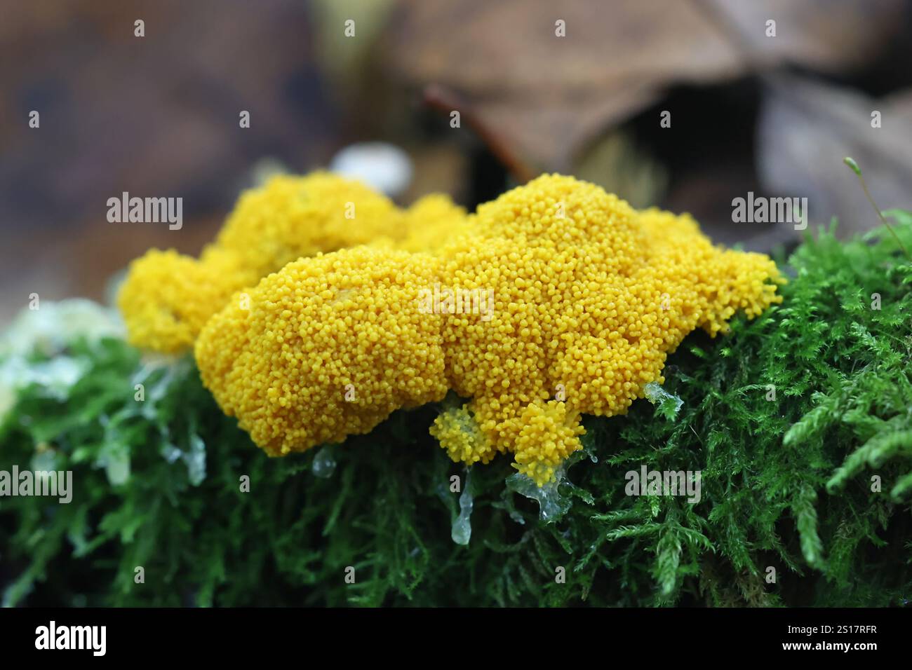 Physarum virescens, yellow slime mold from Finland, no common English ...