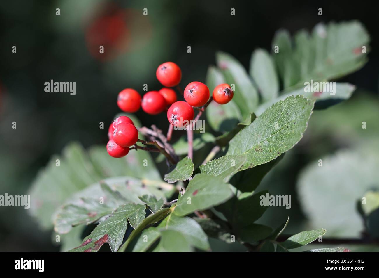 Berries of Hedlundia hybrida (formerly Sorbus hybrida), commonly known ...