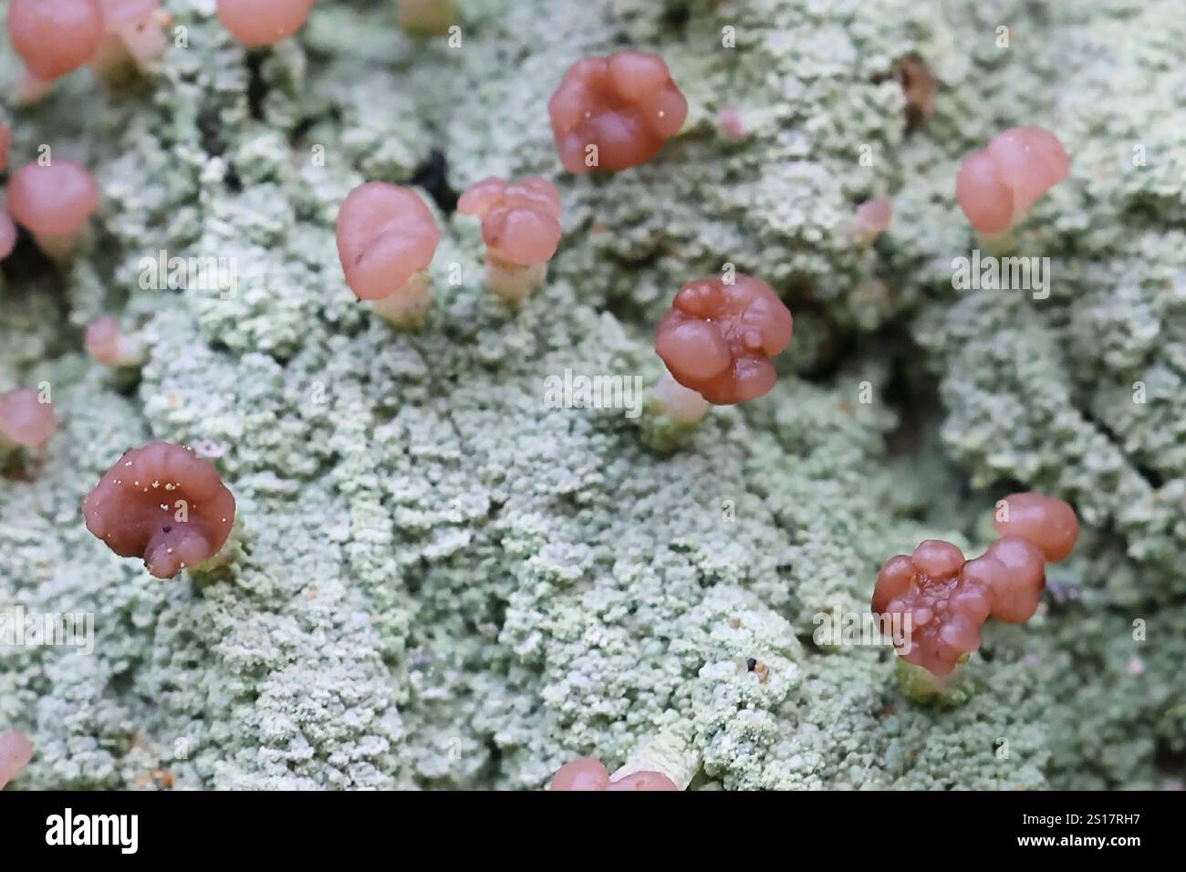 Baeomyces rufus, commonly known as the brown beret lichen, cap lichen ...