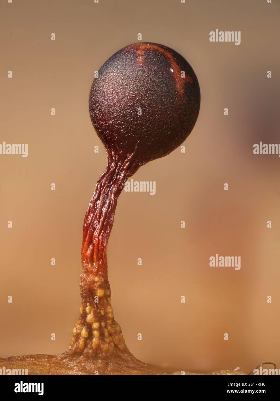 Trichia botrytis, slime mold from Finland, microscope image of ...