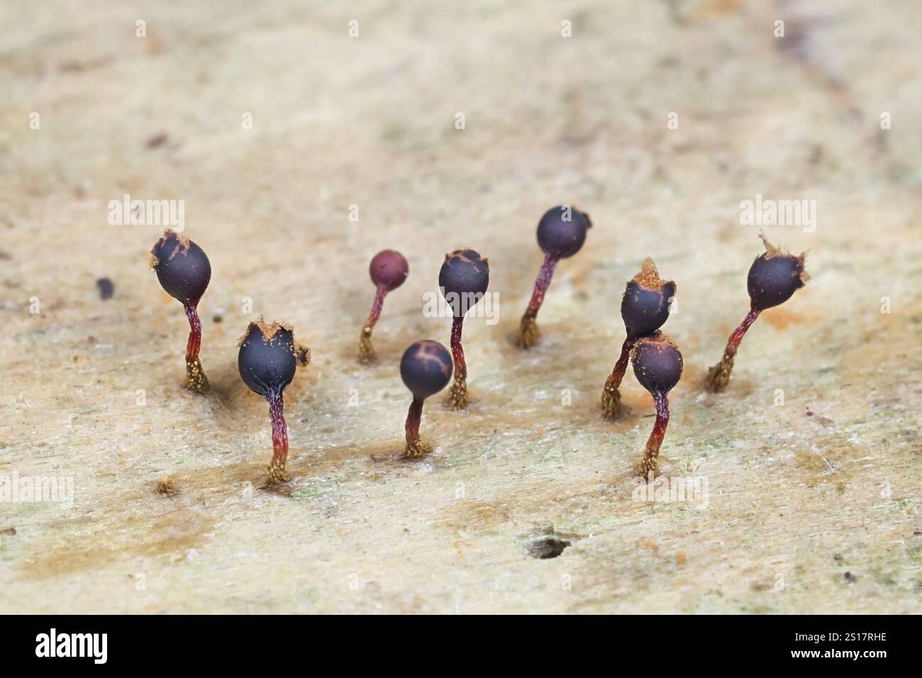 Trichia botrytis, slime mold from Finland, no common English name Stock ...