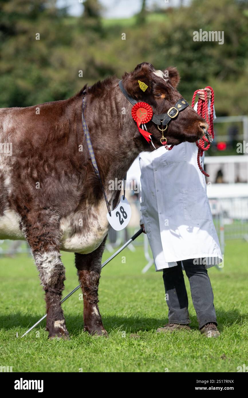 Showing Beef Shorthorn cattle at the 2024 Westmorland Show, Kendal, UK ...