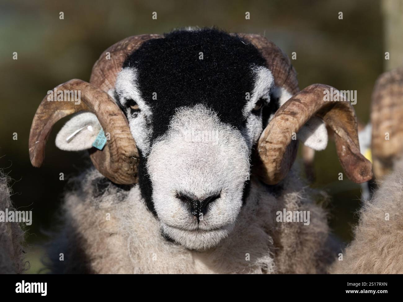 Close up of the face of a Swaledale ram which is ready for the autumn ...